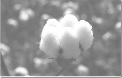 How cotton is converted to Fabric